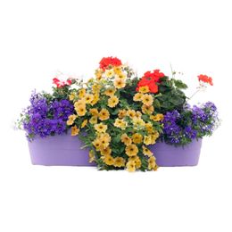 Tchibo - Balkonkasten &raquo;Kunterbunt&laquo; - violett