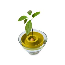 Tchibo - Avocado-Keimschale