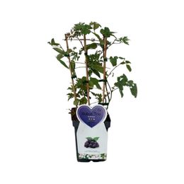 Brombeeren-Trio - schwarz