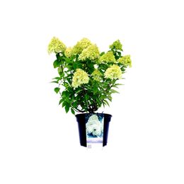 Tchibo - Hortensie &raquo;Little Lime&laquo; - wei&szlig;