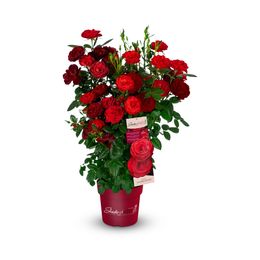Tchibo - Rose &raquo;Shades of Red&laquo; - rot