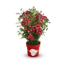 Tchibo - Rose &raquo;Rosy Boom Colour Change&laquo; - wei&szlig;
