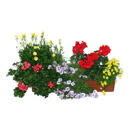 Tchibo - Balkonkasten &raquo;Blumenwiese&laquo; - hellblau
