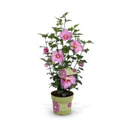 Tchibo - Hibiskusstrauch - rosa