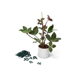 Tchibo - Pflanzenclips - dunkelgr&uuml;n