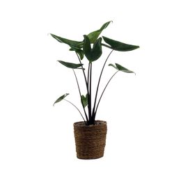 Tchibo - Zimmerpflanze &raquo;Alocasia Black Zebrina&laquo; mit Topf - gr&uuml;n