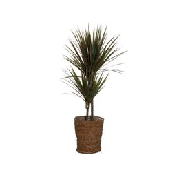 Tchibo - Zimmerpflanze &raquo;Dracaena Bicolor&laquo; mit Topf - gr&uuml;n