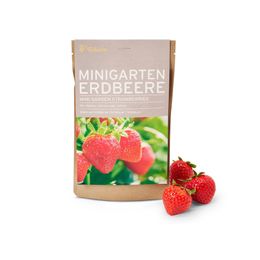 Tchibo - Minigarten in der Papiert&uuml;te - mehrfarbig