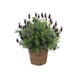 Tchibo - Schopflavendel &raquo;Lavendula stoechas&laquo; mit Korb - gr&uuml;n