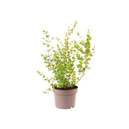 Tchibo - K&uuml;belpflanze &raquo;Eukalyptus&laquo; - creme