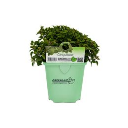 Tchibo - Greenbar &raquo;K&uuml;chenkr&auml;uter&laquo; - grau