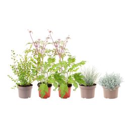 Tchibo - Pflanzen-Set &raquo;Trend-Herbst&laquo;, 5-teilig