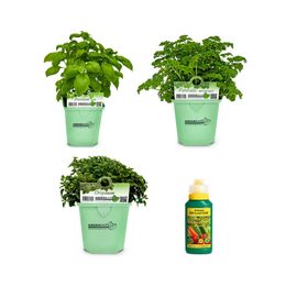 Tchibo - Greenbar K&uuml;chenkr&auml;uter-Nachf&uuml;llset - gr&uuml;n