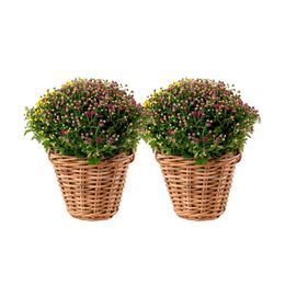 Tchibo - 2 Chrysanthemen-B&uuml;sche im Rattankorb - mehrfarbig