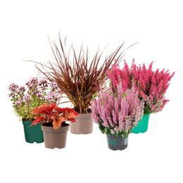 Tchibo - Pflanzen-Set &raquo;Herbstharmonie&laquo; - rosa