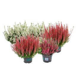 Tchibo - Pflanzen-Set &raquo;Calluna&laquo;, 5-teilig