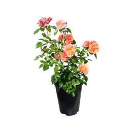 Tchibo - Rose &raquo;Sch&ouml;ne vom See&laquo; - apricot