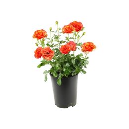 Tchibo - Rose &raquo;Lollipop&laquo; - gelb