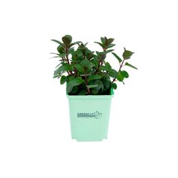 Tchibo - Greenbar &raquo;Teekr&auml;uter&laquo; - grau