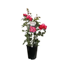 Tchibo - Rose &raquo;Gartenprinzessin Marie-Jose&laquo; - rosarot