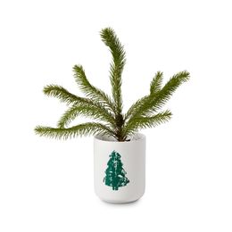 Tchibo - Weihnachtsbaum-Anzucht-Set