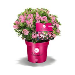 Tchibo - Rhododendron &raquo;Bloombux&laquo; - pink