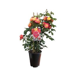 Tchibo - Rose &raquo;Firebird&laquo; - orange
