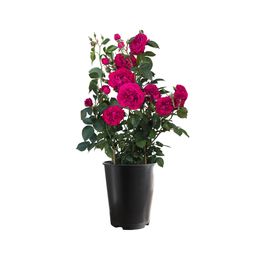Tchibo - Duftrose &raquo;Freifrau Caroline&laquo; - violett
