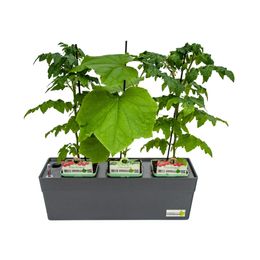 Tchibo - Greenbar &raquo;Naschgem&uuml;se&laquo; - gelb
