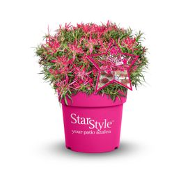 Tchibo - Rhododendron &raquo;Star Style&laquo; - pink