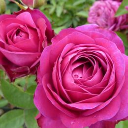 Zwergrose (Beetrose) 'Heidi Klum Rose ' 6 Liter Container Lieferform: Im 6 Liter Topf