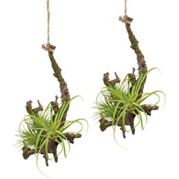 Kunstpflanze Creativ green "H&auml;ngeast mit Tillandsie", braun, H:15cm &Oslash;:16cm, Kunststoff, Kunstpflanzen, Kunstpflanze, 2er Set
