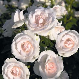 Stammrose 'Aspirin Rose ' - ADR-Rose - 60 cm Stamm 7,5 Liter Container, Stammh&ouml;he ca. 60 cm Liefergr&ouml;&szlig;e: Stammh&ouml;he ca. 60 cm