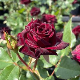 Edelrose 'Black Baccara' Wurzelnackte Pflanze, 3 starke Triebe Lieferform: wurzelnackte Pflanze in A-Qualit&auml;t, mindestens 3 Triebe