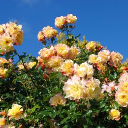 Kletterrose 'Moonlight ' Wurzelnackte Pflanze, 2 - 3 Triebe, A-Qualit&auml;t Liefergr&ouml;&szlig;e: mind. 3 starke Triebe