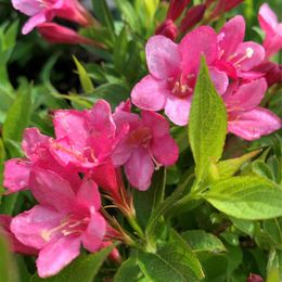 Zwerg-Weigelie 'Picobella Rosa ' C3 30/40 Liefergr&ouml;&szlig;e: 30 - 40 cm
