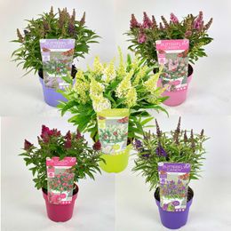 Zwerg-Schmetterlingsflieder 'Butterfly Candy ' - 5 Sorten im Set Liefergr&ouml;&szlig;e: | 5 St&uuml;ck | 30 - 40 cm