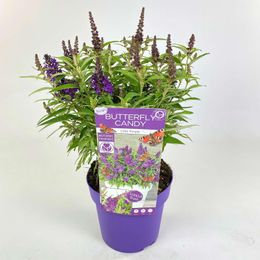 Zwerg-Schmetterlingsflieder 'Butterfly Candy Little Purple', 3 Liter, 30 - 40 cm Liefergr&ouml;&szlig;e: 30 - 40 cm