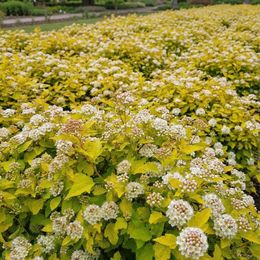 Fasanenspiere 'Magical Raspberry Lemonade' Liefergr&ouml;&szlig;e: 60 - 80 cm