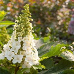 Eichenbl&auml;ttrige Hortensie 'Jetstream ' C5 60 - 80 cm Liefergr&ouml;&szlig;e: 60 - 80 cm