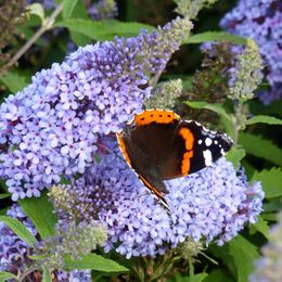 Zwerg-Schmetterlingsflieder 'BUZZ Sky Blue' Lieferform: Im Topf