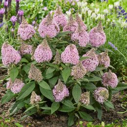 Zwerg-Sommerflieder 'Little Rockstars Pink' Liefergr&ouml;&szlig;e: 30 - 40 cm
