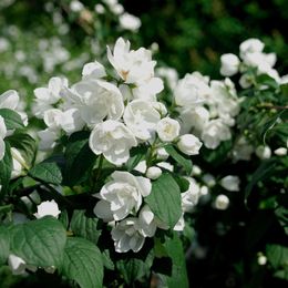 Zwerg-Jasmin 'Snowbelle' C3-5, 60 - 80 cm Liefergr&ouml;&szlig;e: 60 - 80 cm