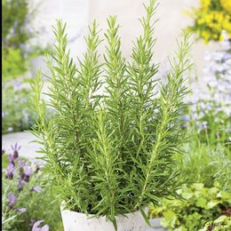 Rosmarin 'Winter Blue' Lieferform: Im 0,5 Liter Topf