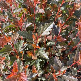 Buntbl&auml;ttrige Fasanenspiere 'Magical Sweet CherryTea ' Liefergr&ouml;&szlig;e: 60 - 80 cm