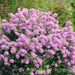 Zwergflieder 'Lillifee' Liefergr&ouml;&szlig;e: 40 - 60 cm