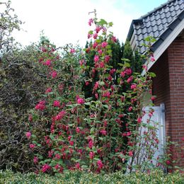Blut-Zierjohannisbeere 'Red Bross ' Liefergr&ouml;&szlig;e: 60 - 100 cm