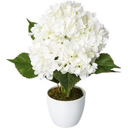 Kunstpflanze Creativ green "Hortensie", wei&szlig;, H:50cm, Obermaterial: 70% Polyester, 30% Kunststoff, Kunstpflanzen, Kunstpflanze, im Keramiktopf