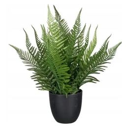 Gasper Farn im Topf 39 cm