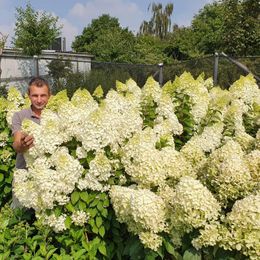 Rispenhortensie 'Hercules' C5 60 - 80 Liefergr&ouml;&szlig;e: 60 - 80 cm